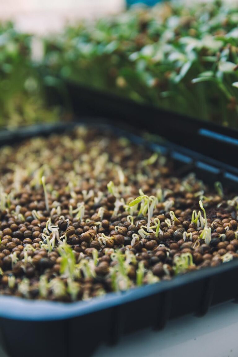 Germinados: Qué Son, Propiedades y Alimentos | Kuoko